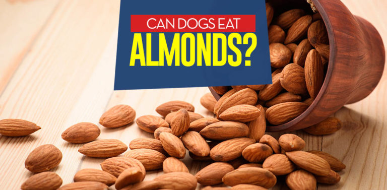 Almonds for Dogs 101: Can Dogs Eat Almonds?