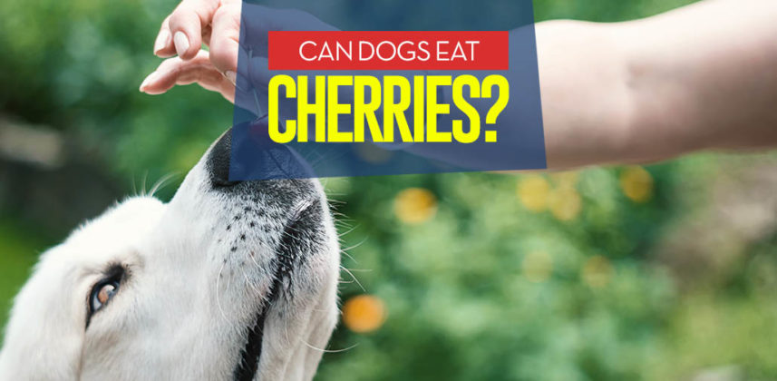 Cherries for Dogs: Can Dogs Eat Cherries? (10 Benefits, 4 Side Effects)