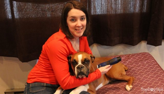 6 Tips on How to Use Dog Clippers Safely – Top Dog Tips