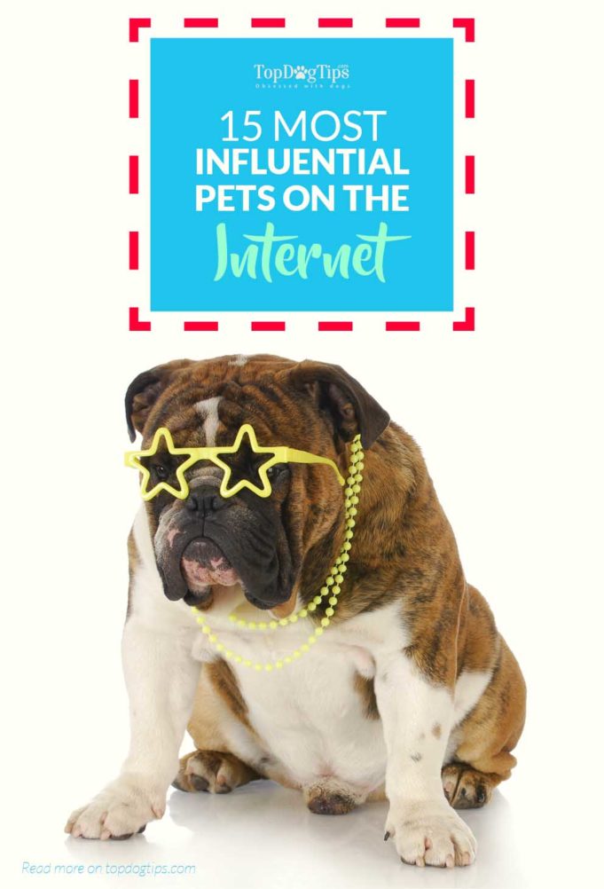 15 Most Influential Pets On the Internet
