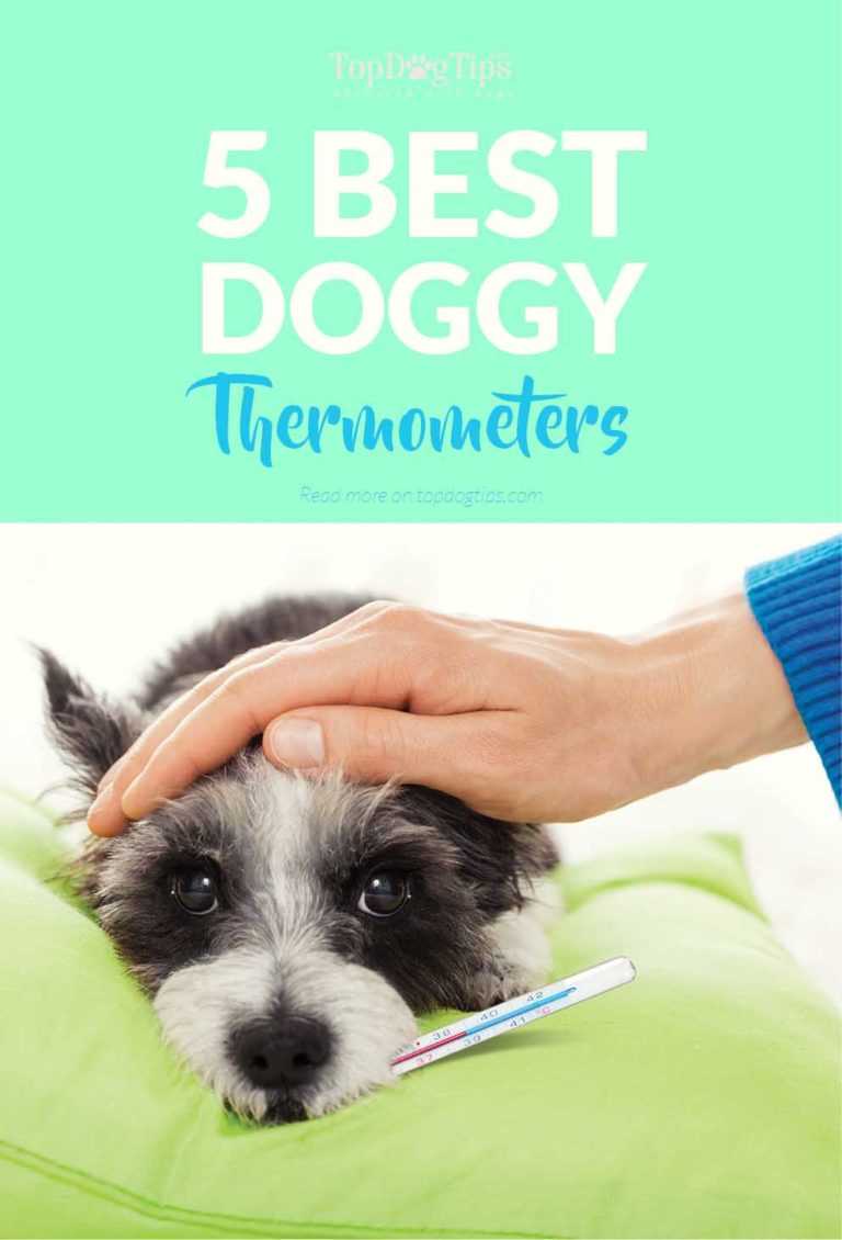 Top 5 Best Dog Thermometer Choices to Quickly Take Dogs' Temperature