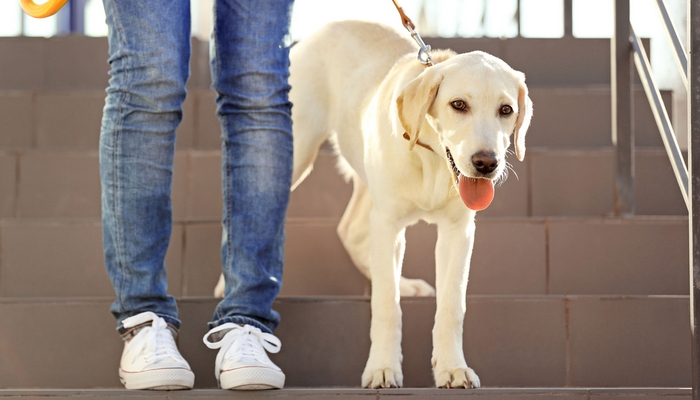 Tips and Tricks for Training a Dog to Use Pet Steps, Stairs and Ramps