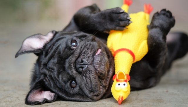 15 Ways To Promote Your Dog Online (and make 'em Internet-famous)