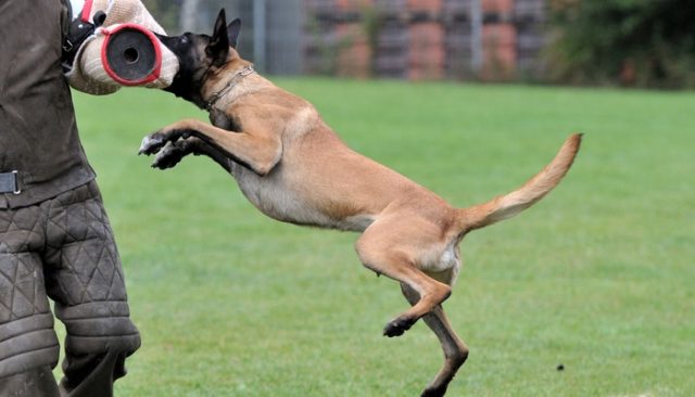 15 Best Police Dog Breeds Used for Police Work (most to least popular)
