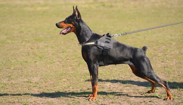 15 Best Police Dog Breeds Used for Police Work (most to least popular)