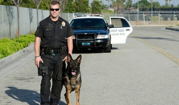 15 Best Police Dog Breeds Used for Police Work (most to least popular)