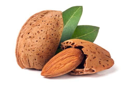 Almonds for Dogs 101: Can Dogs Eat Almonds?