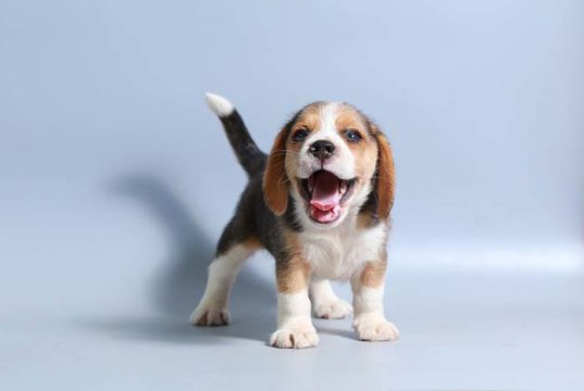 20 Most Talkative Dog Breeds That Bark the Most