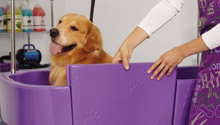 The Best Dog Baths and Grooming Tubs for Easier Bathing (2024)