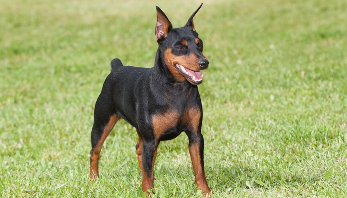 20 Best Short Hair Dog Breeds That are Easy to Groom