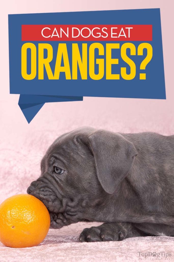 Oranges for Dogs 101: Can Dogs Eat Oranges?