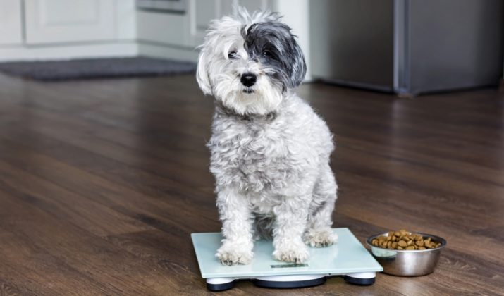 Ask a Vet: How to Put an Overweight Dog on a Diet to Lose Weight?