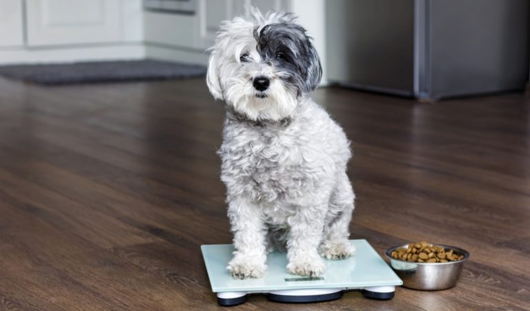 Ask a Vet: How to Put an Overweight Dog on a Diet to Lose Weight?