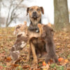 Catahoula Leopard Dog Breed Information, Photos, History and Care