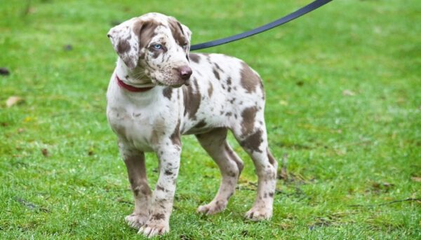 Catahoula Leopard Dog Breed Information, Photos, History and Care