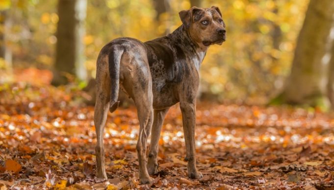 Catahoula Leopard Dog Breed Information, Photos, History and Care