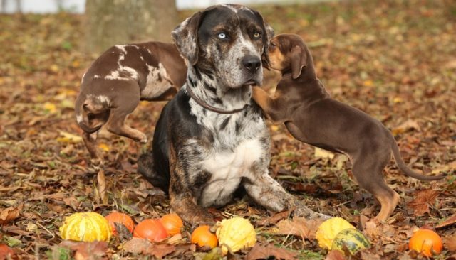 Catahoula Leopard Dog Breed Information, Photos, History and Care