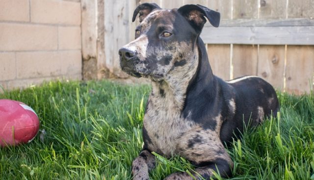 Catahoula Leopard Dog Breed Information, Photos, History and Care