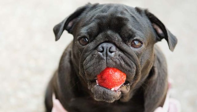 Strawberries for Dogs 101: Can Dogs Eat Strawberries?