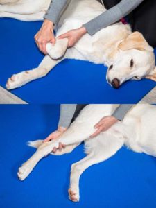 How to Massage a Dog in 3 Different Ways (Daily, Sore Muscles, Anxiety)