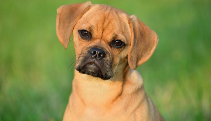 Puggle Dog Breed Profile: Everything You Need To Know – Top Dog Tips