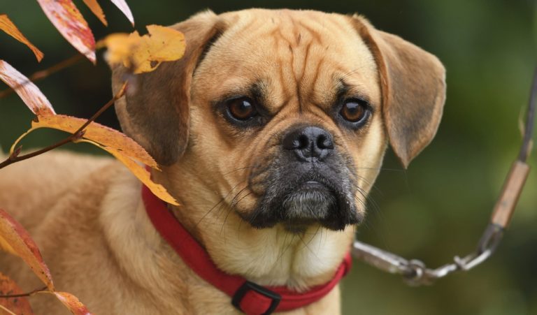 Puggle Dog Breed Profile: Everything You Need To Know – Top Dog Tips