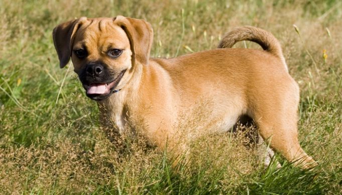 Puggle Dog Breed Profile: Everything You Need To Know – Top Dog Tips
