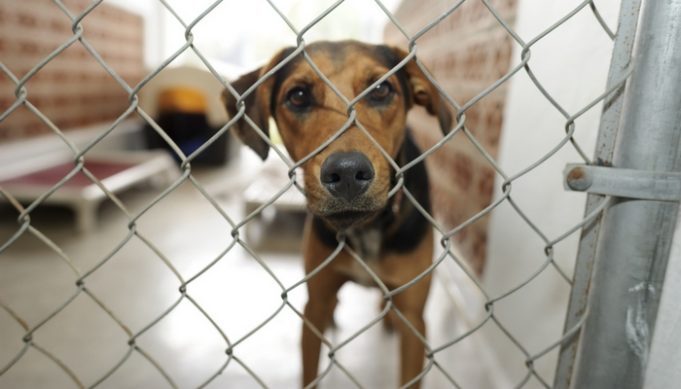 13 Tips for Rescuing a Dog from a Shelter (And How to Do It Correctly)