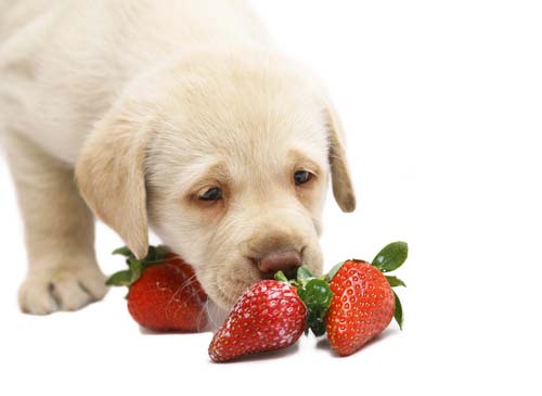 Strawberries for Dogs 101: Can Dogs Eat Strawberries?
