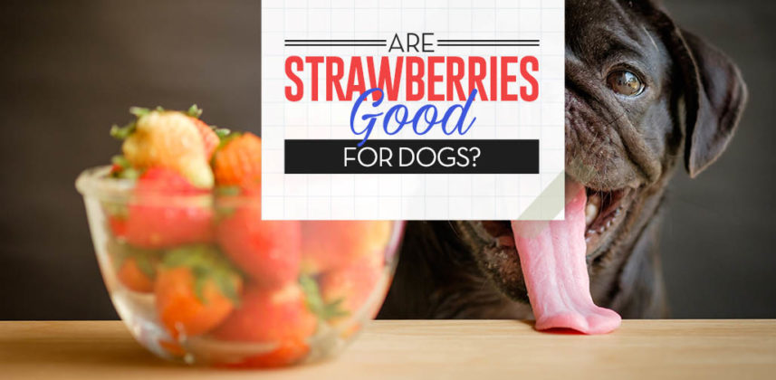 Strawberries for Dogs 101: Can Dogs Eat Strawberries?