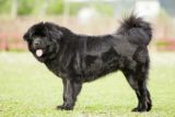 20 Most Expensive Dog Breeds in the World