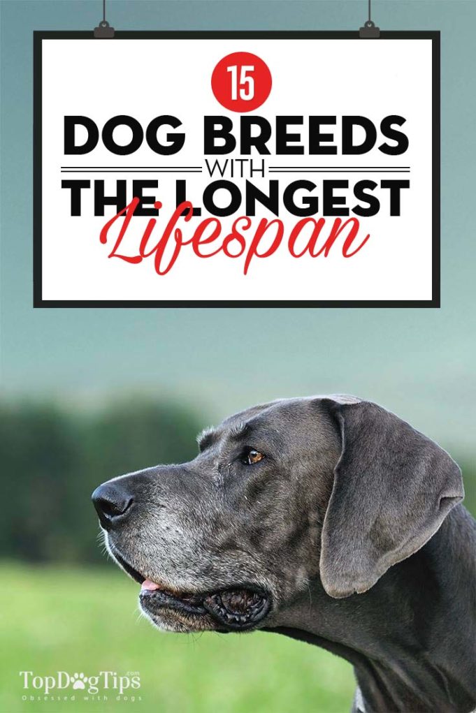15 Dog Breeds That Have a Longest Lifespan and Live a Long Life