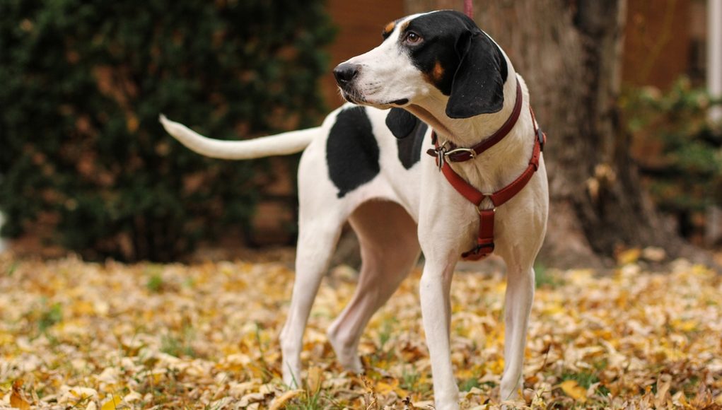 Treeing Walker Coonhound Dog Breed Information, Pictures & Advice
