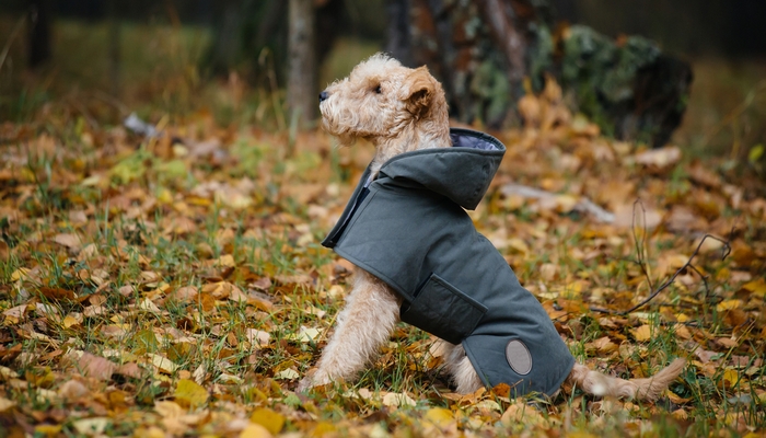 How To Put On A Dog Jacket – Top Dog Tips