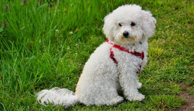 20 Best Toy Dog Breeds In the World