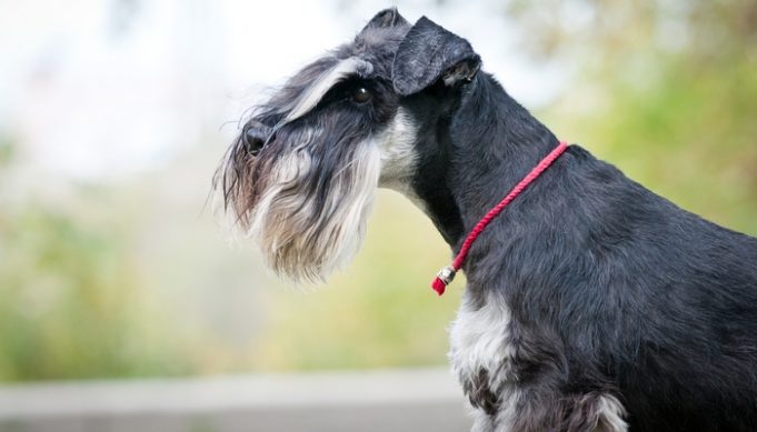 20 World's Most Friendly Dog Breeds (based on genetic personality traits)