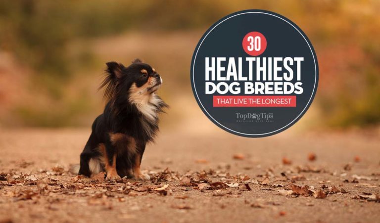 30 Healthiest Dog Breeds with Long Lifespans - Top Dog Tips