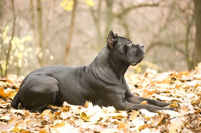 13 Banned Dog Breeds That Are Most Often Discriminated Against (2020)