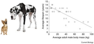 20 Shortest Lifespan Dog Breeds (Based on Studies)