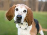 25 Most Affordable Low-Cost Dog Breeds That Anyone Can Adopt