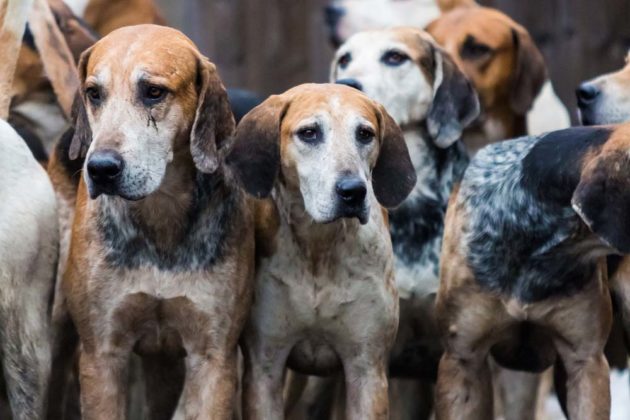 30 Healthiest Dog Breeds with Long Lifespans - Top Dog Tips