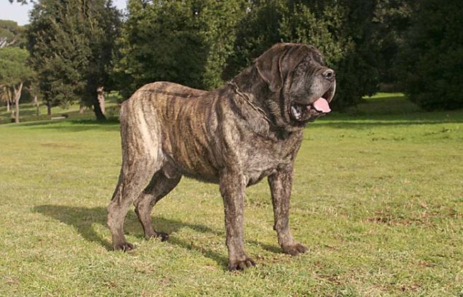 15 Most Popular Fighting Dog Breeds (and why they're good at fighting)