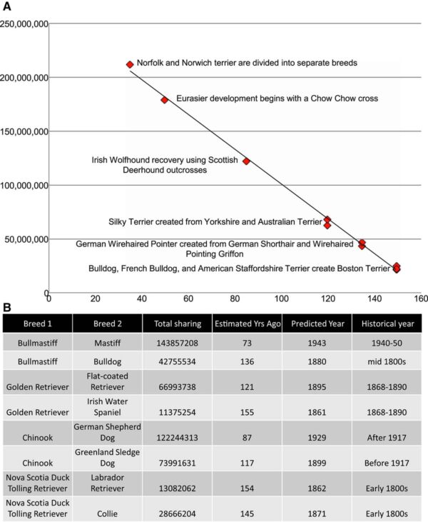 The Evolutionary Tree of Dogs is Finally Here (New Study)