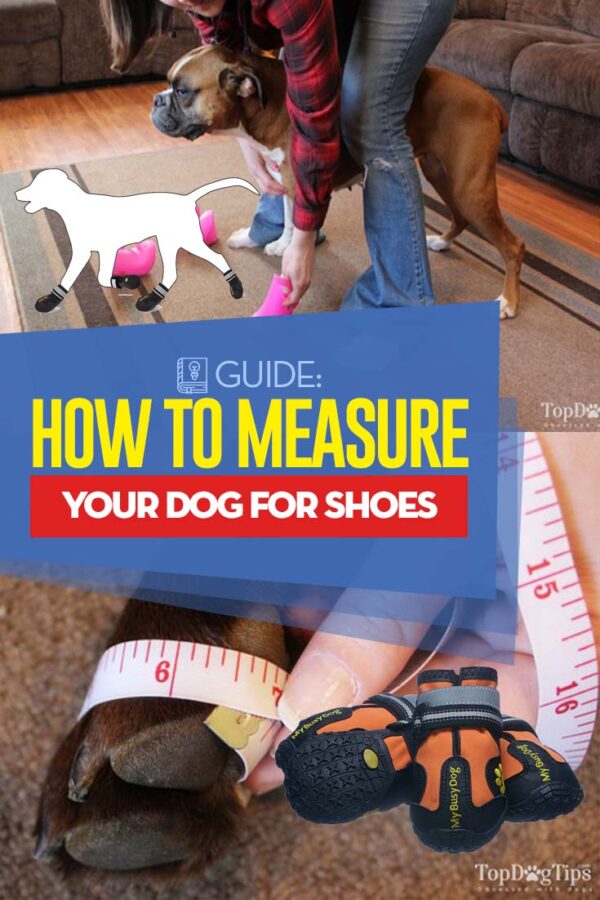 How to Measure a Dog for Booties So They Stay On (Step-by-Step Guide)