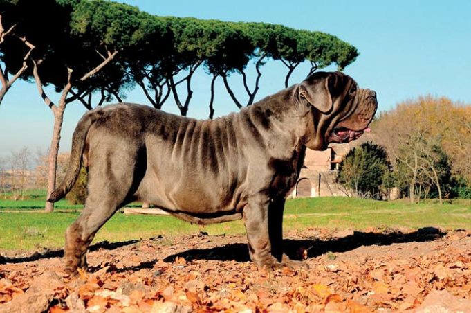 13 Banned Dog Breeds That Are Most Often Discriminated Against (2020)