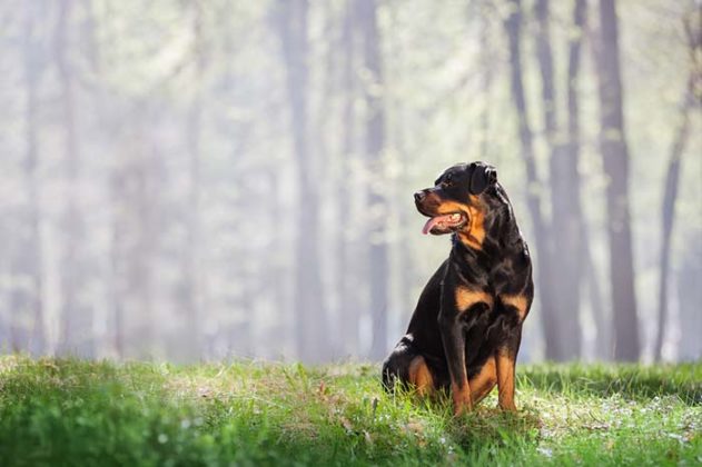 13 Banned Dog Breeds That Are Most Often Discriminated Against (2020)