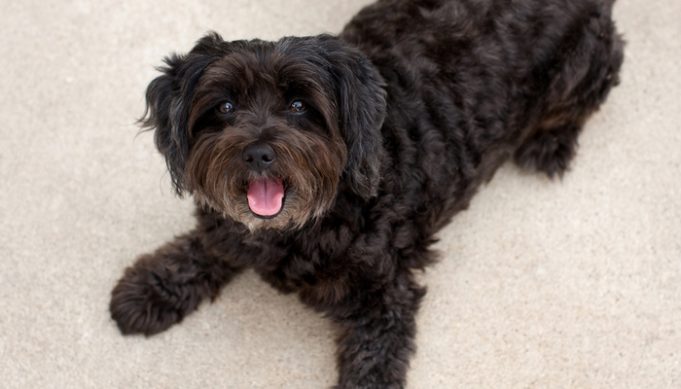 Schnoodle Dog Breed Information Photos, History and Care Advice
