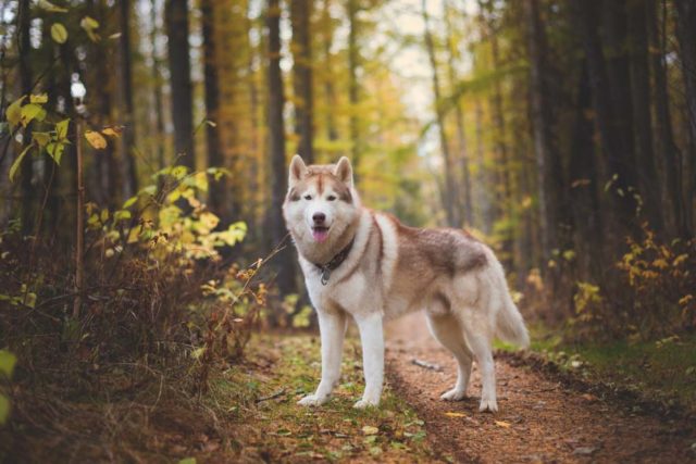 30 Healthiest Dog Breeds with Long Lifespans - Top Dog Tips