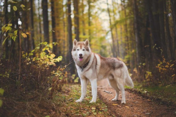 30 Healthiest Dog Breeds with Long Lifespans - Top Dog Tips