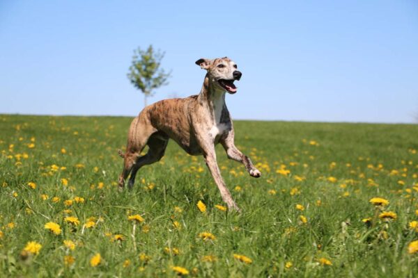 Whippet Dog Breed Profile – Top Dog Tips
